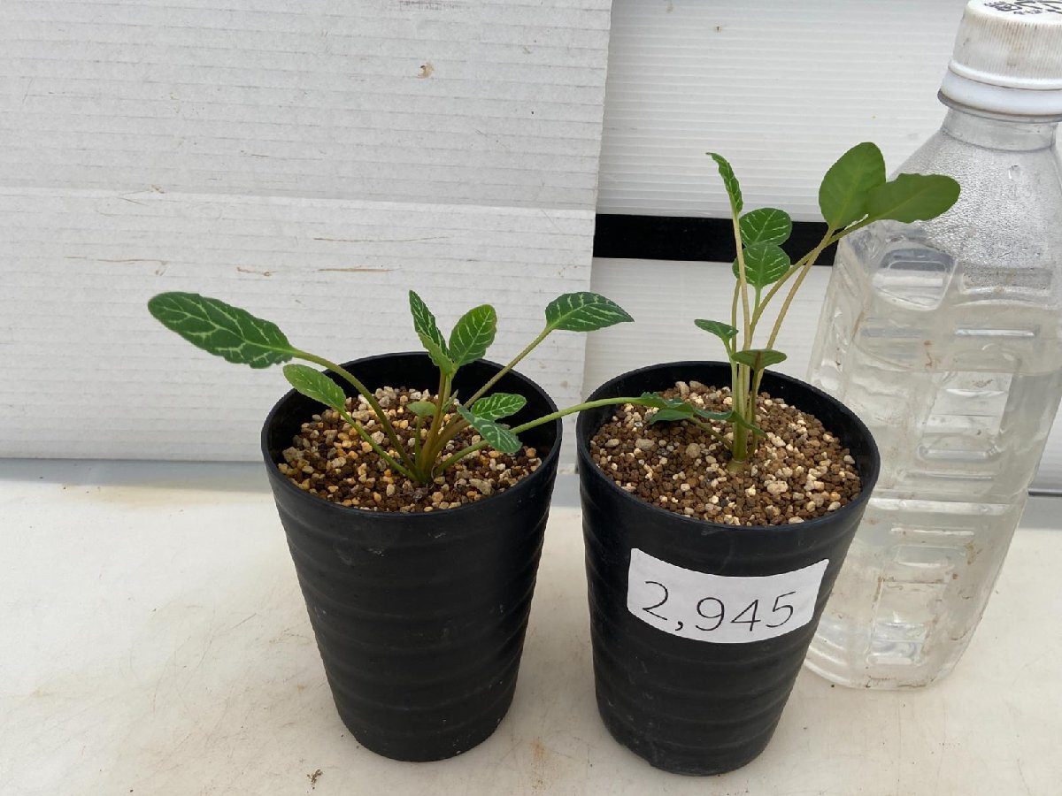 Yahoo!オークション - 2945 「実生】ユーフォルビア フィッシュスケー...