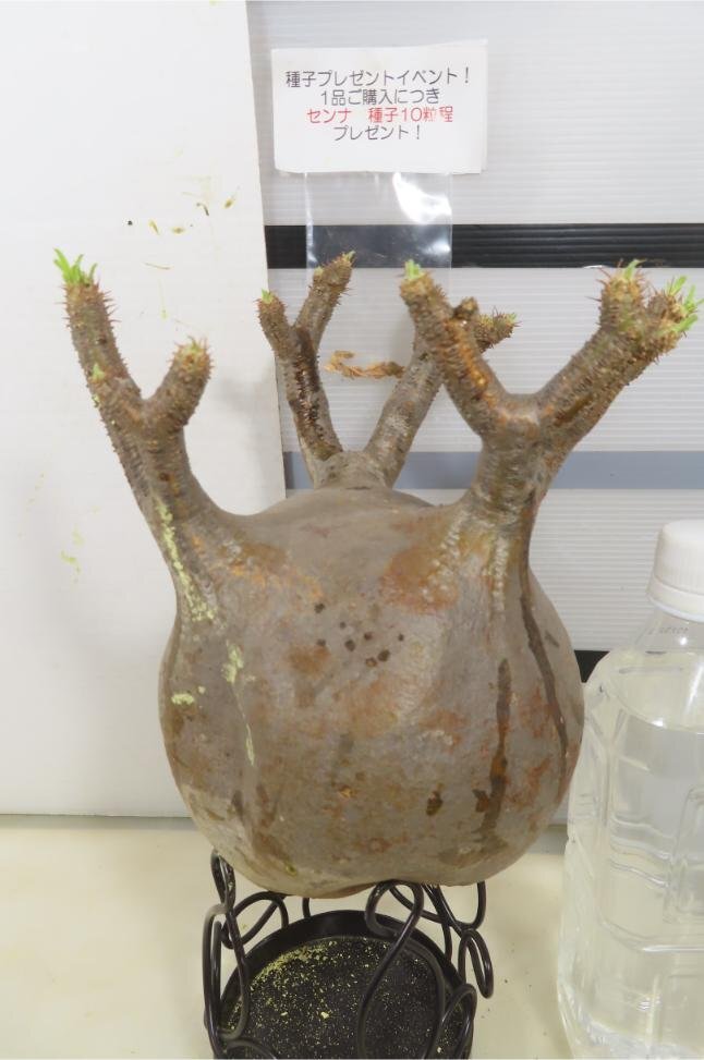 Yahoo!オークション - 4967 「塊根植物」パキポディウム グラキリスL ...