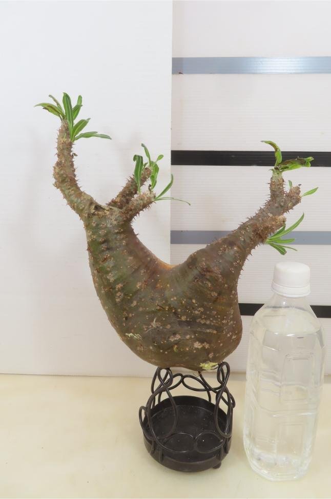 Yahoo!オークション - 9457 「塊根植物」パキポディウム グラキリスM ...