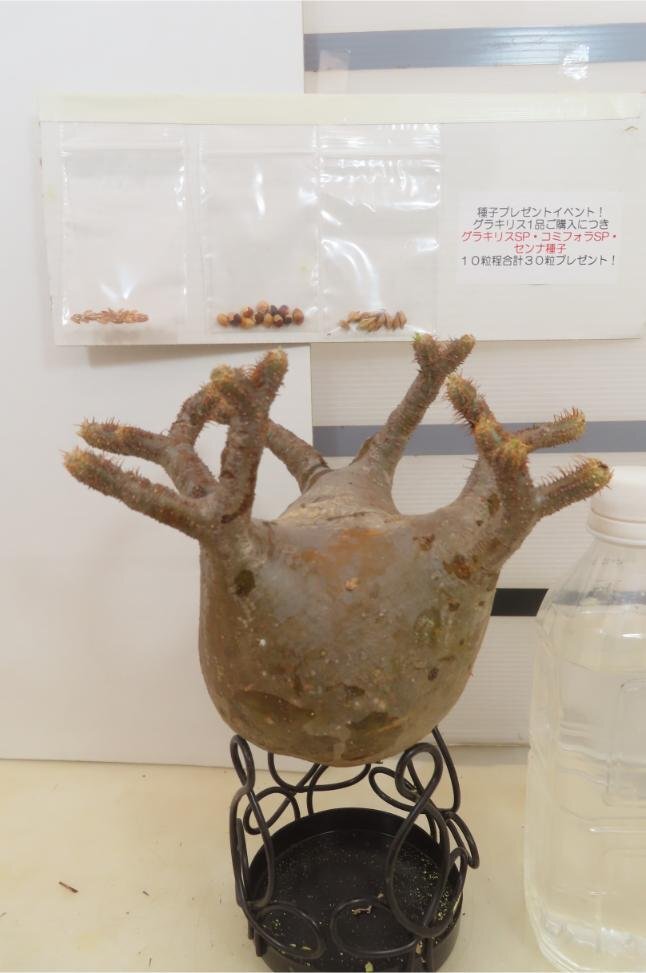 Yahoo!オークション - 8279 「塊根植物」パキポディウム グラキリスM ...