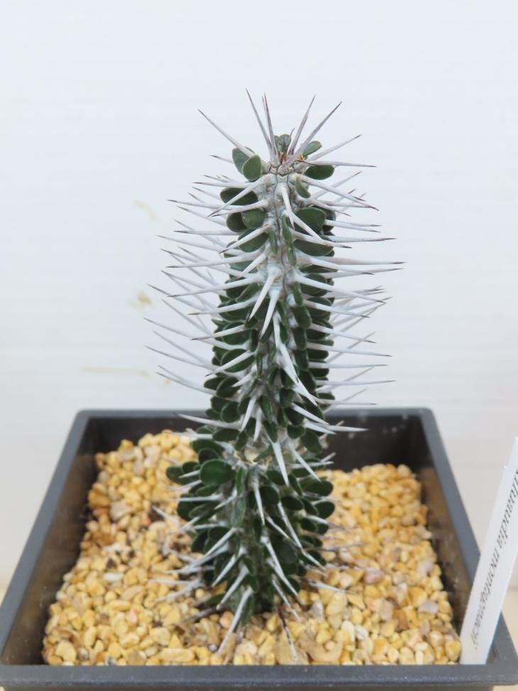 Yahoo!オークション - 7211 「多肉植物I」アローディア モンタグナッキ...