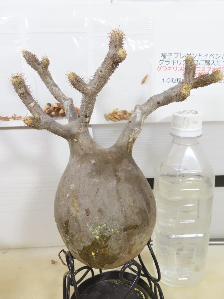 Yahoo!オークション - 8194 「塊根植物」パキポディウム グラキリス S ...