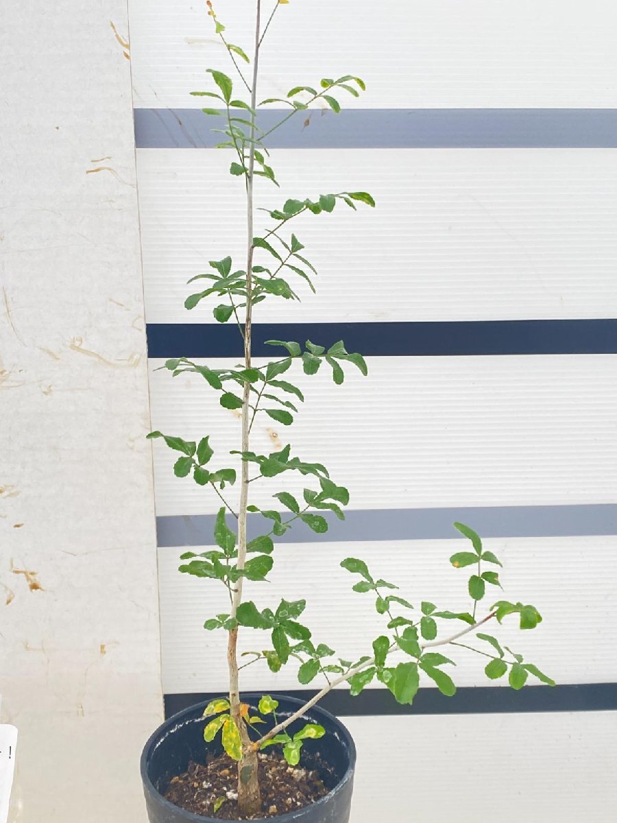 Yahoo!オークション - 5596 「実生」コミフォラ フンベルティ【種子プ...