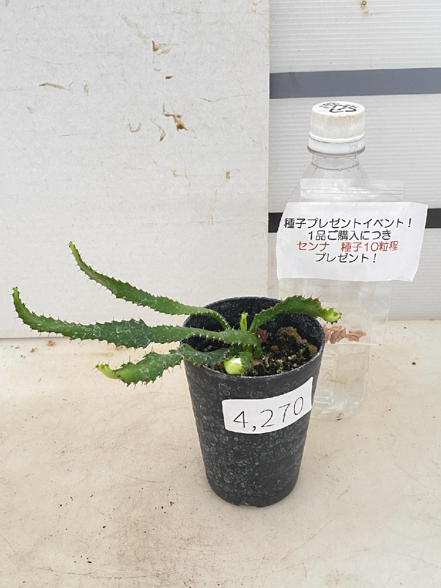 Yahoo!オークション - 4270 「実生」ユーフォルビア ステラータ【種子...