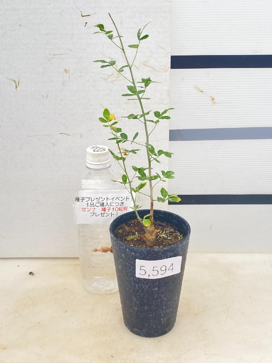 Yahoo!オークション - 5594 「実生」コミフォラ フンベルティ【種子プ...