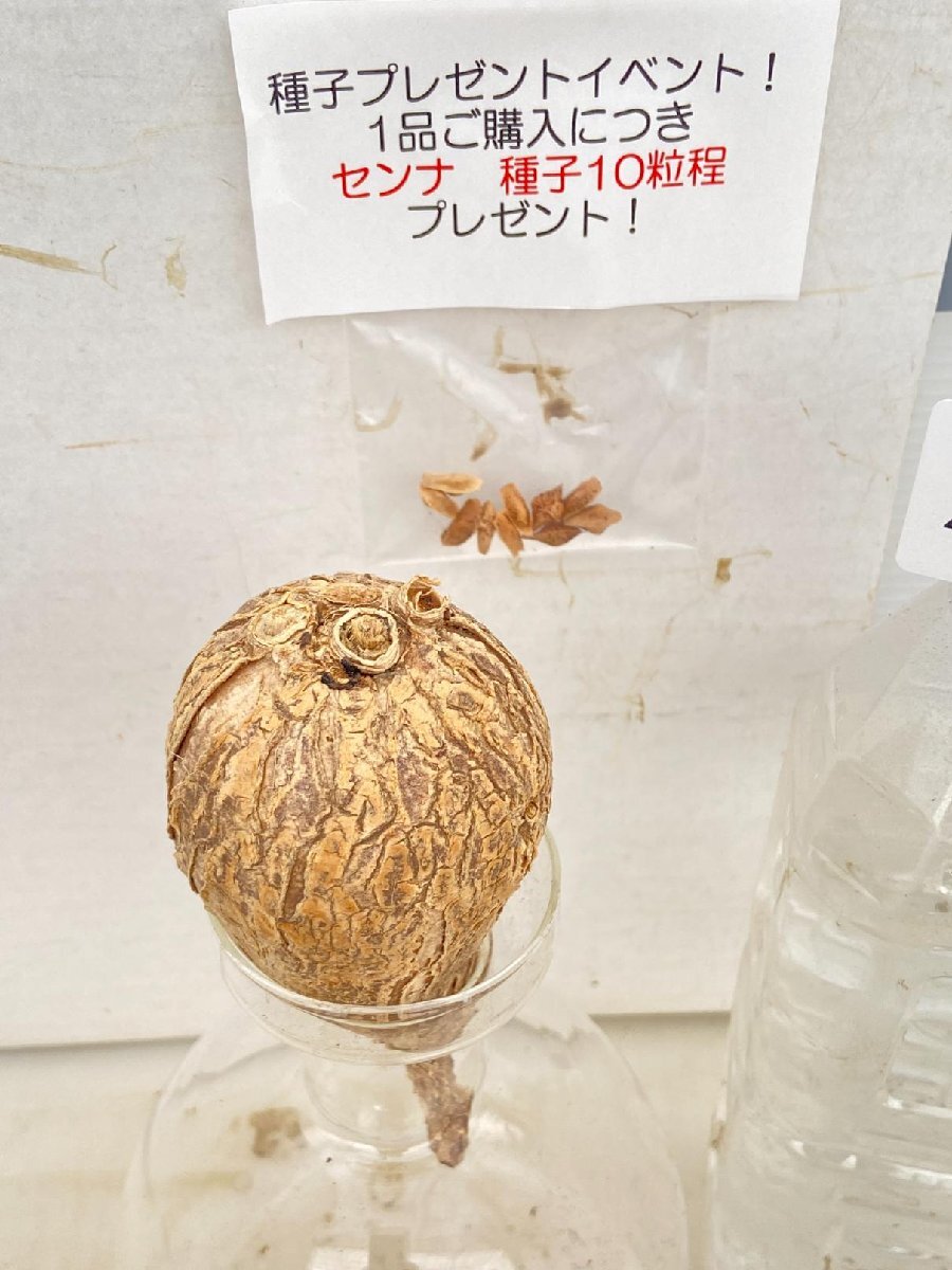 Yahoo!オークション - 4388 「多肉植物】ユーフォルビア スパポダ 抜き...