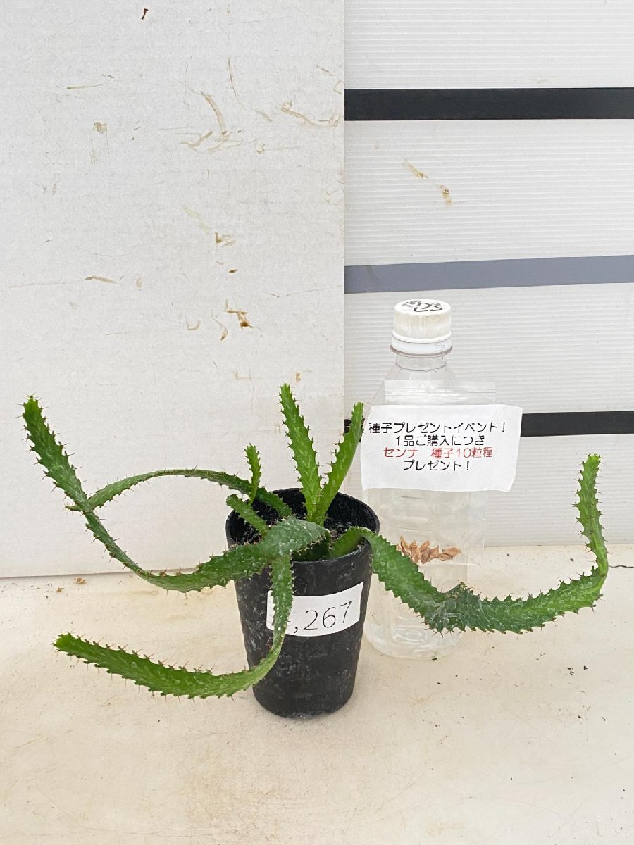 Yahoo!オークション - 4267 「実生」ユーフォルビア ステラータ【種子...