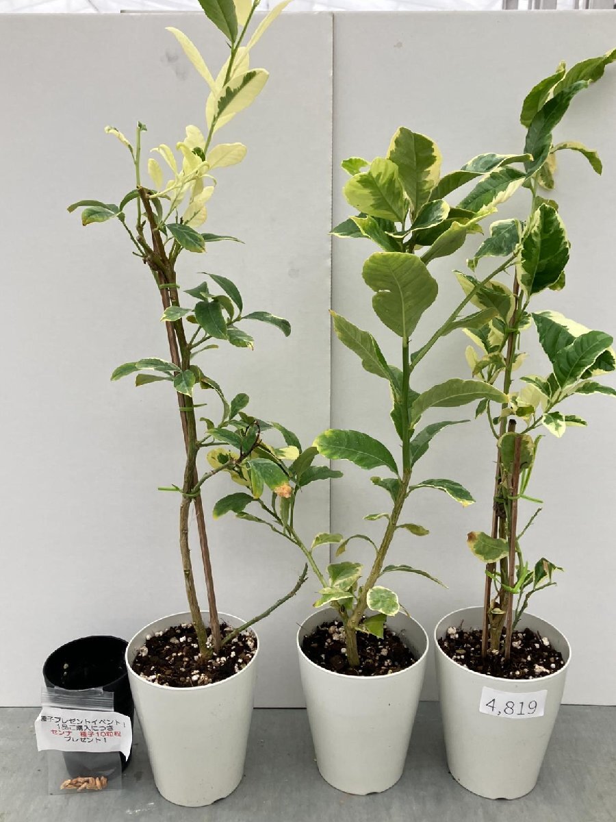 Yahoo!オークション - 4819 「果樹苗」斑入りレモンの木 3株セット【...