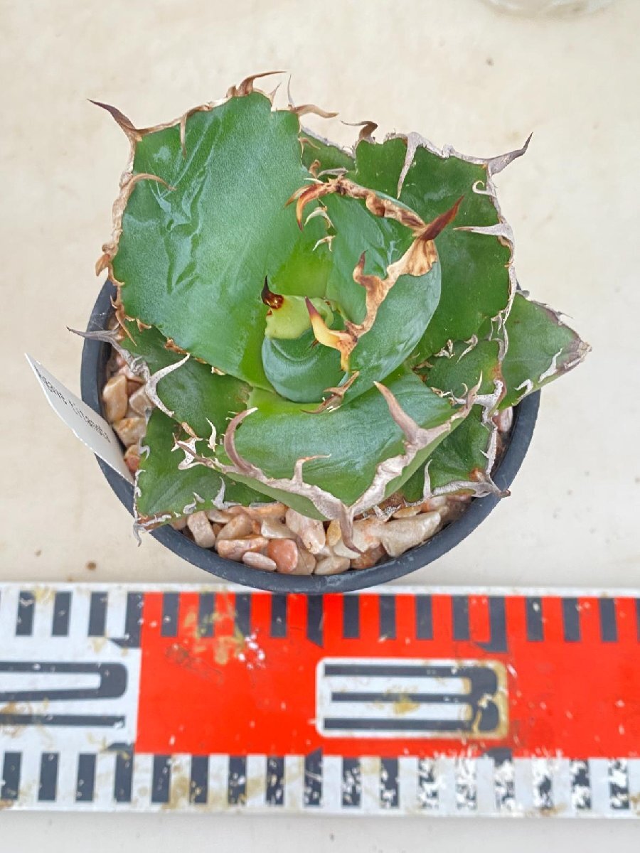 Yahoo!オークション - 5523 「多肉植物F」アガベ チタノタ 白鯨 【種子...