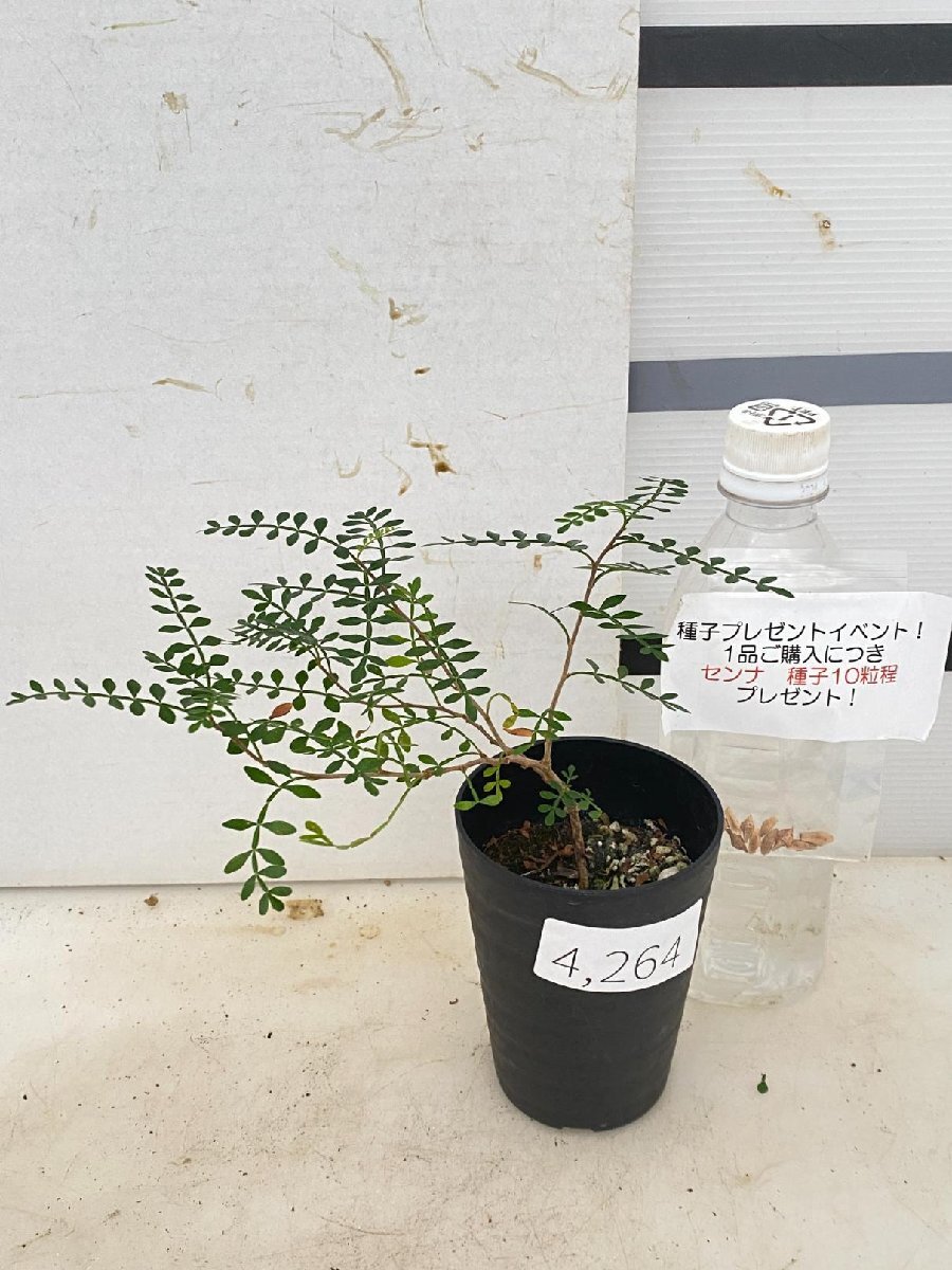 4264 実生株 オペルクリカリア デカリー 種子プレゼントイベント開催 発根株 Operculicarya decaryi 塊根植物 葉落ちします(観葉植物)｜売買されたオークション情報 ...