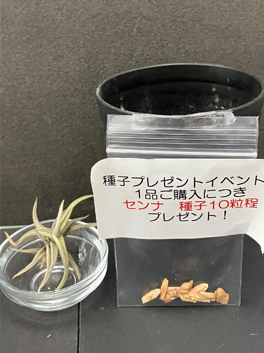 Yahoo!オークション - 4669 「エアプランツ」tillandsia rectangura ×...