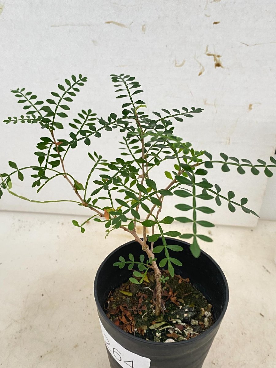 4264 実生株 オペルクリカリア デカリー 種子プレゼントイベント開催 発根株 Operculicarya decaryi 塊根植物 葉落ちします(観葉植物)｜売買されたオークション情報 ...