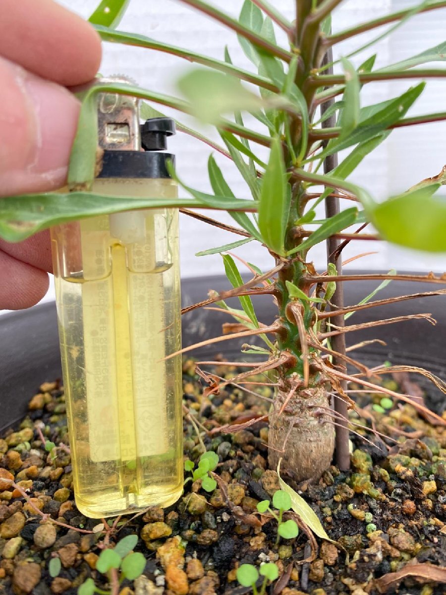 Yahoo!オークション - 6813 「実生」フォークイエリア プルプシー大【...