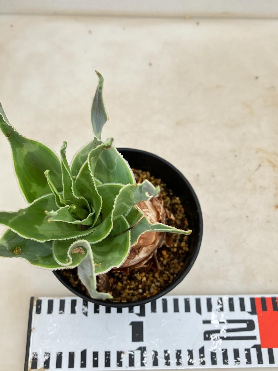 Yahoo!オークション - 6026 「球根植物」レデボウリア 植え【発根・詳...