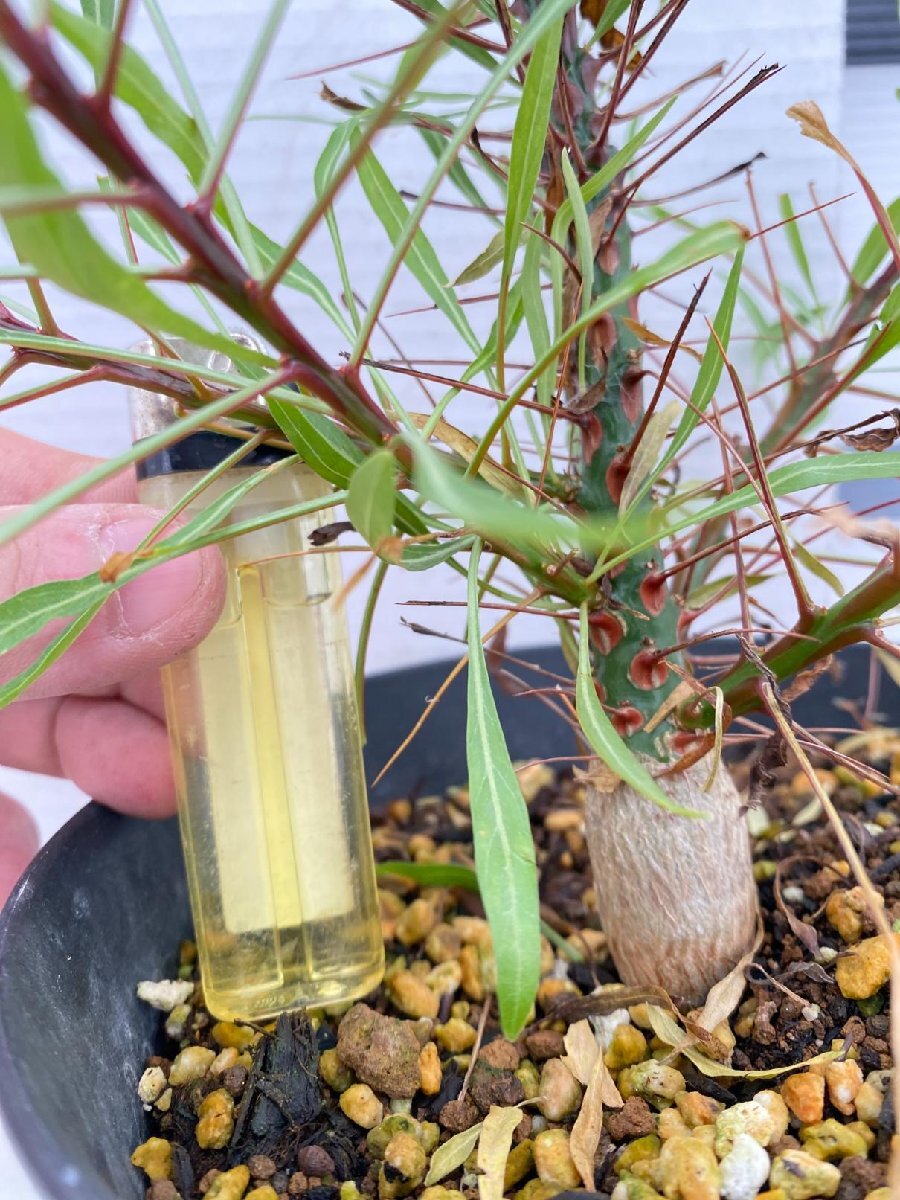 Yahoo!オークション - 6816 「実生」フォークイエリア プルプシー大【...