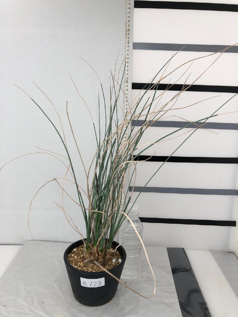 Yahoo!オークション - 8723 「多肉植物」カリバナス フーケリー 植え【...