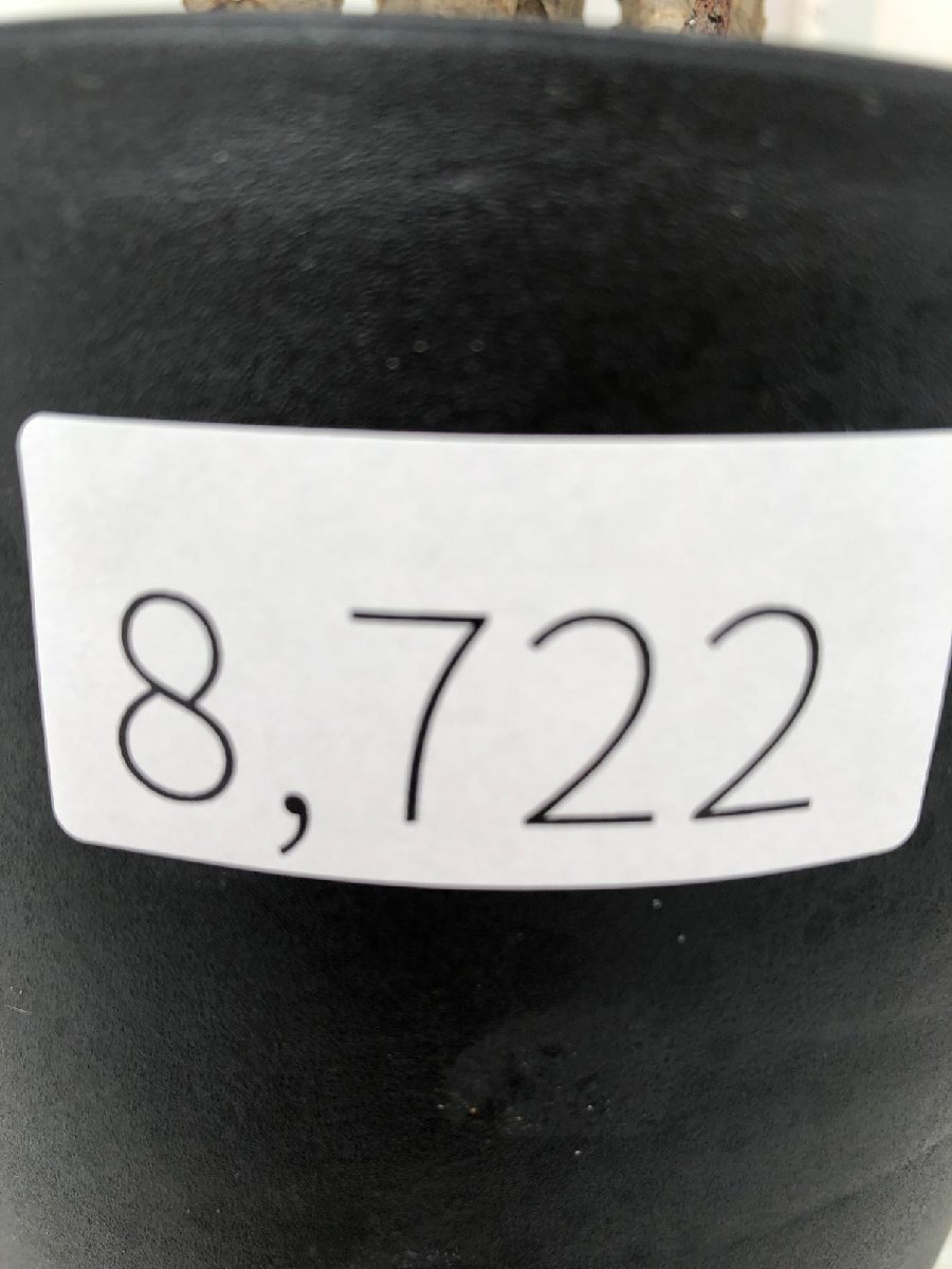 Yahoo!オークション - 8722 「塊根植物」センナ メリディオナリス大 植...