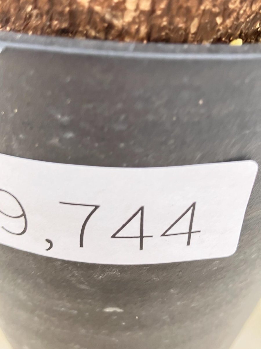 Yahoo!オークション - 9744 「塊根植物」パキポディウム ビスピノーサ...