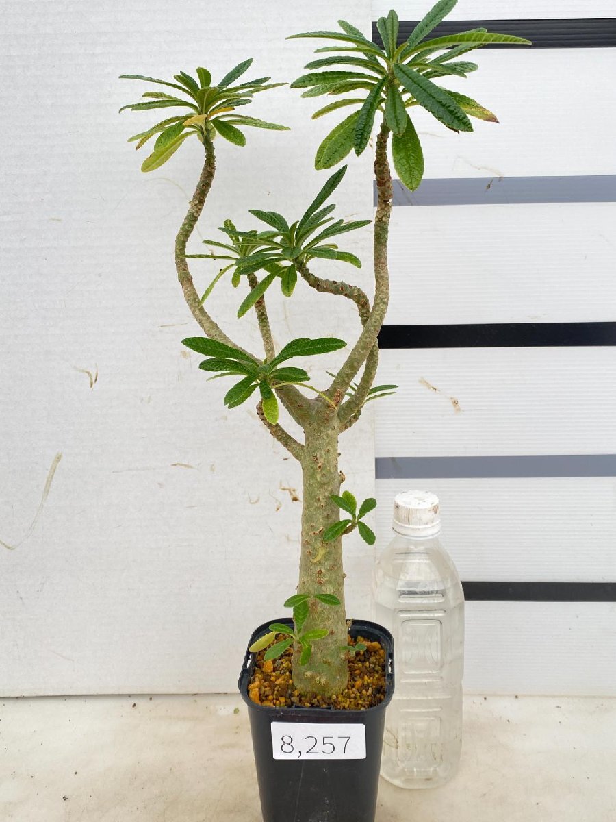 Yahoo!オークション - 8257 「塊根植物」ドルステニア ギガス 植え【発...