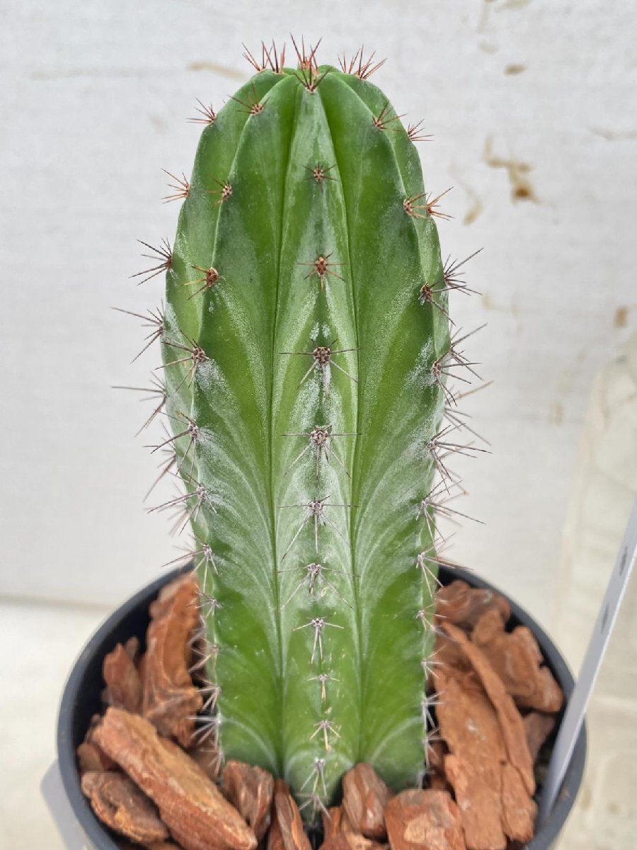 Yahoo!オークション - 8109 「サボテン」Polaskia ポラスキア 雷神閣【...