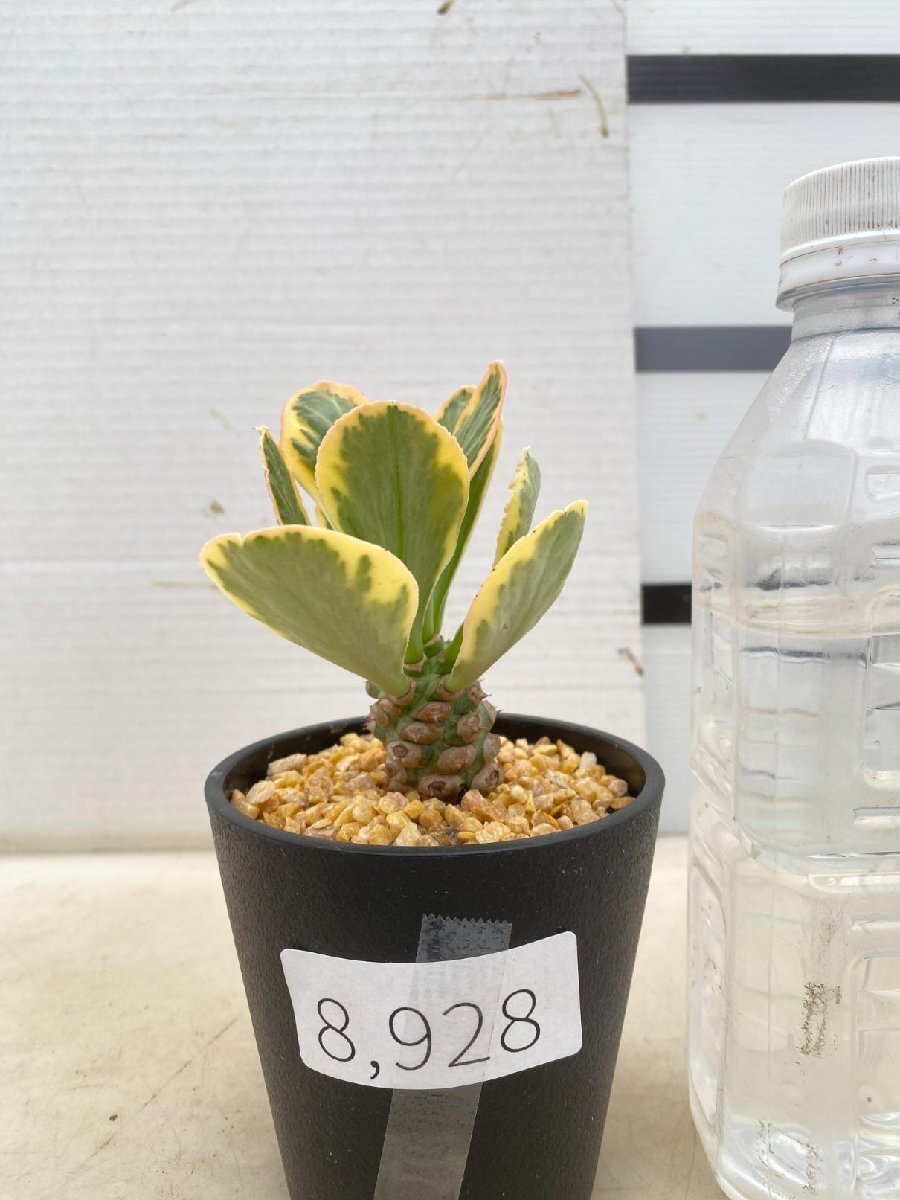 Yahoo!オークション - 8928 「多肉植物F」ユーフォルビア ポイゾニー ...