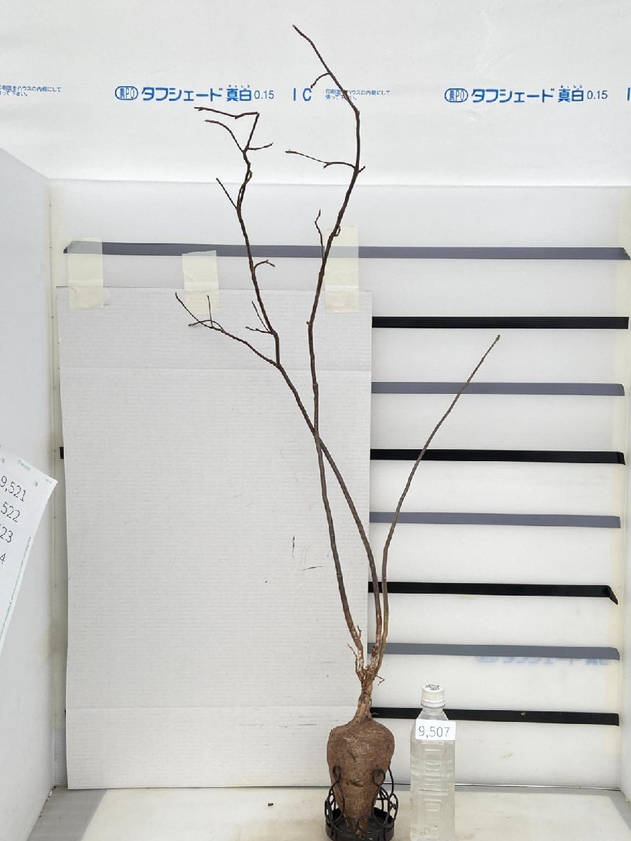 Yahoo!オークション - 9507 「塊根植物」ユーフォルビア ヘディオトイ...