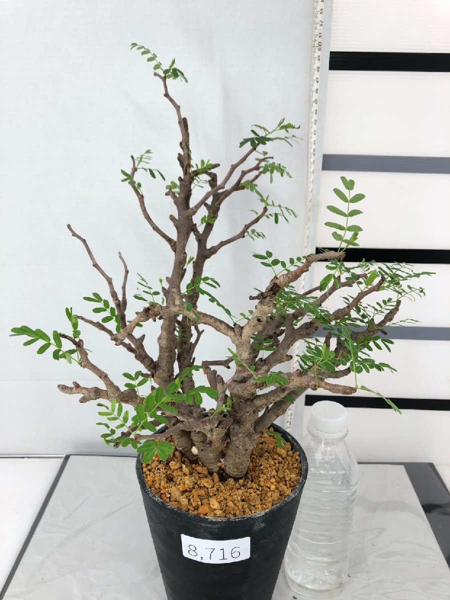 Yahoo!オークション - 8716 「塊根植物」センナ メリディオナリス大 植...