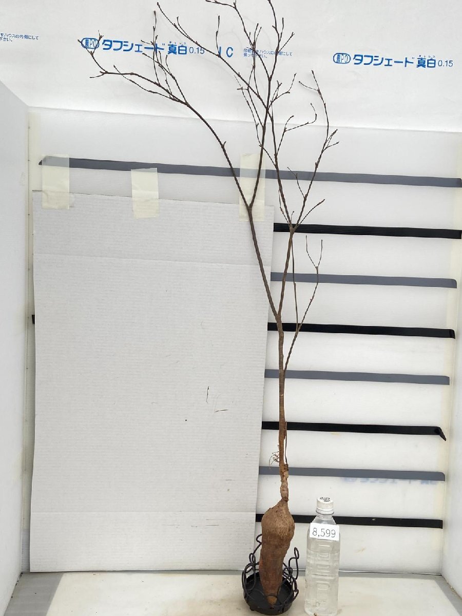 Yahoo!オークション - 8599 「塊根植物」ユーフォルビア ヘディオトイ...