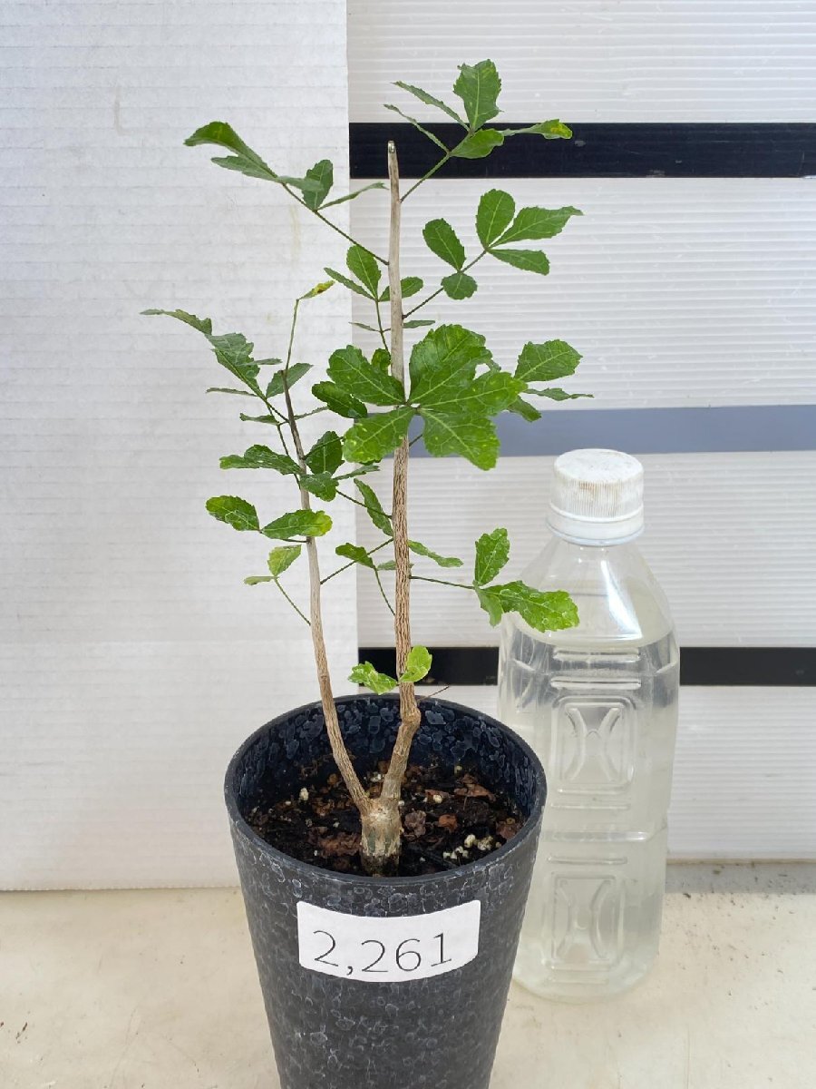 Yahoo!オークション - 2261 「実生」コミフォラ フンベルティ【発根・c...