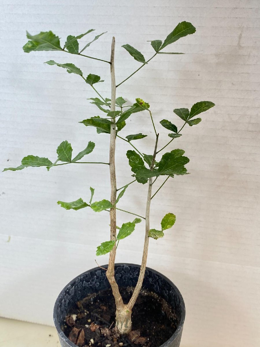 Yahoo!オークション - 2261 「実生」コミフォラ フンベルティ【発根・c...