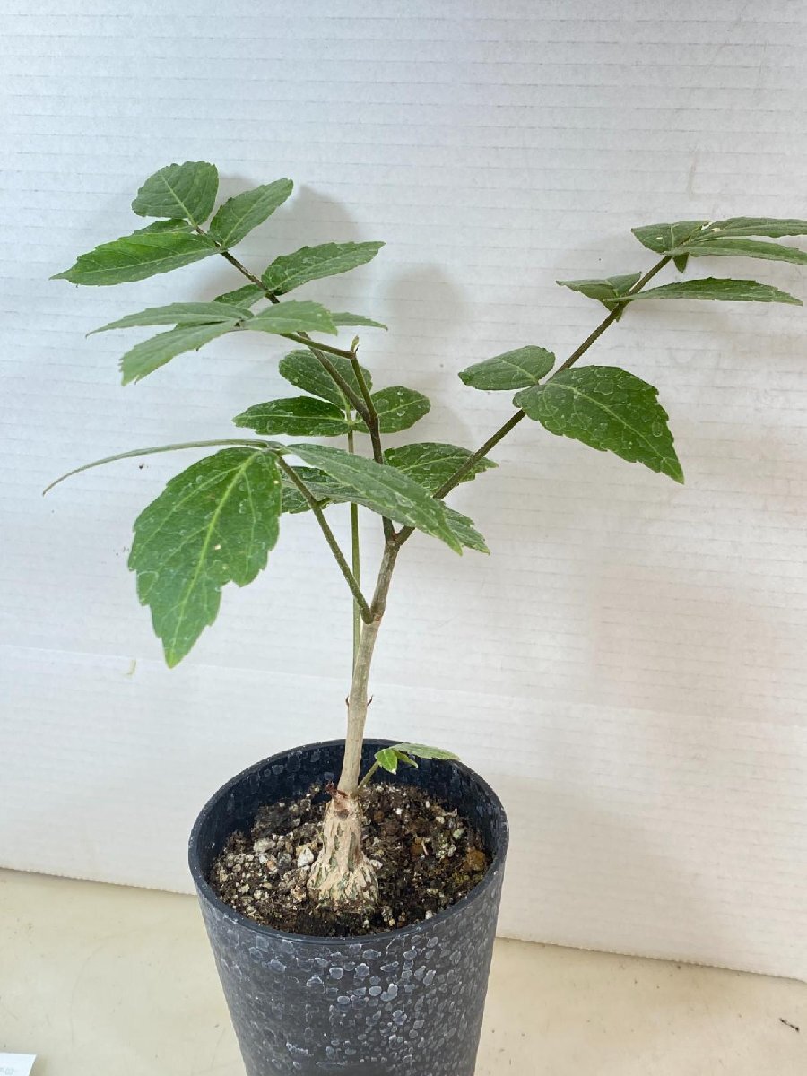 Yahoo!オークション - 2266 「実生」キフォステンマ ラザ【発根・Cypho...