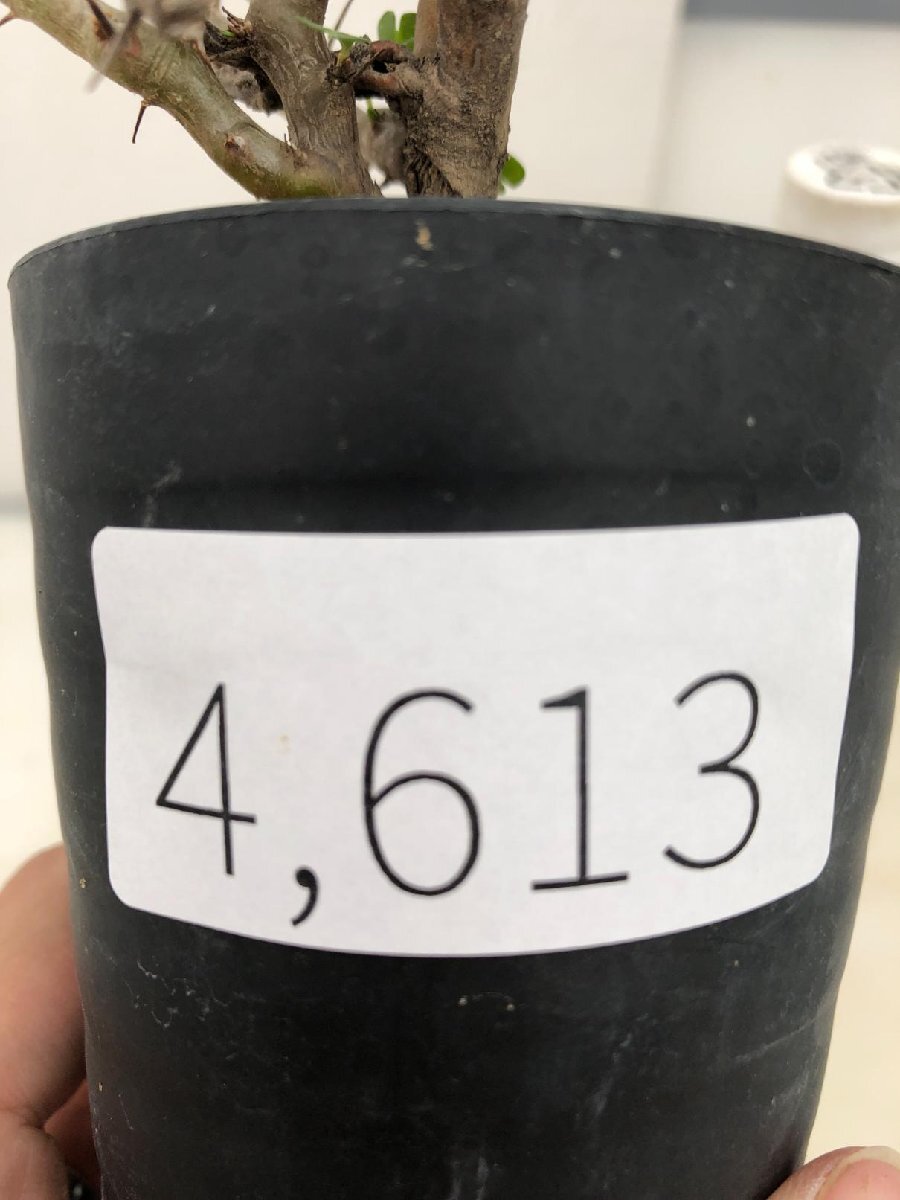 Yahoo!オークション - 4613 「多肉植物」サルコカウロン バンデリエテ...