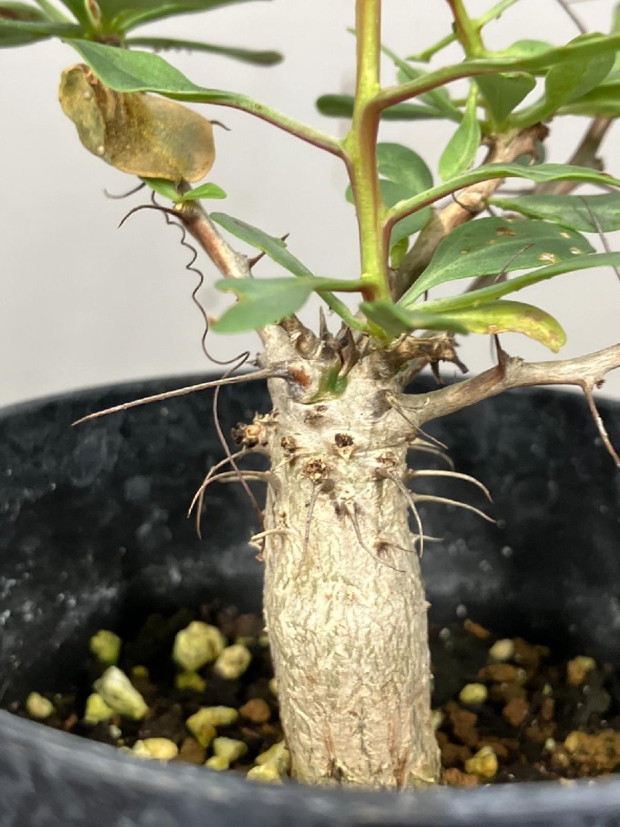 Yahoo!オークション - 6191 「実生」フォークイエリア コルムナリス【...