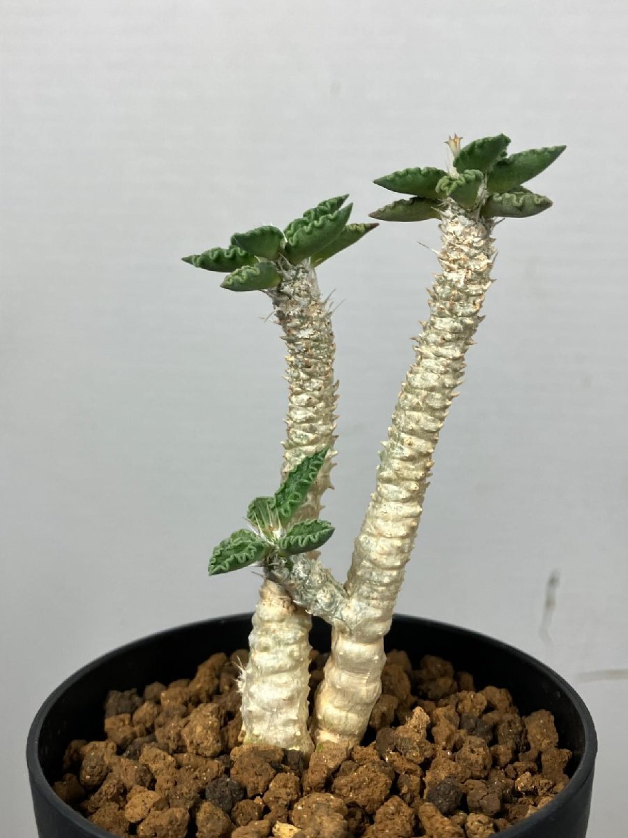 Yahoo!オークション - 6172 「多肉植物」ユーフォルビア トゥレアレン...