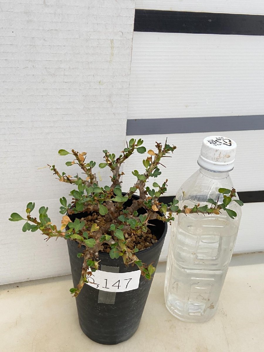 Yahoo!オークション - 6147 「多肉植物」サルコカウロン バンデリエテ...