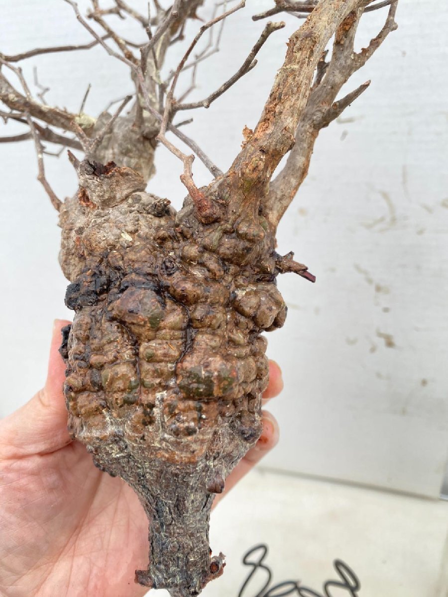 6421 塊根植物 マダガスカル特急便 オペルクリカリア パキプス 鮮度保証 到着日以内の返品OK 根切確認済 Operculicarya pachypus(その他)｜売買されたオークション ...