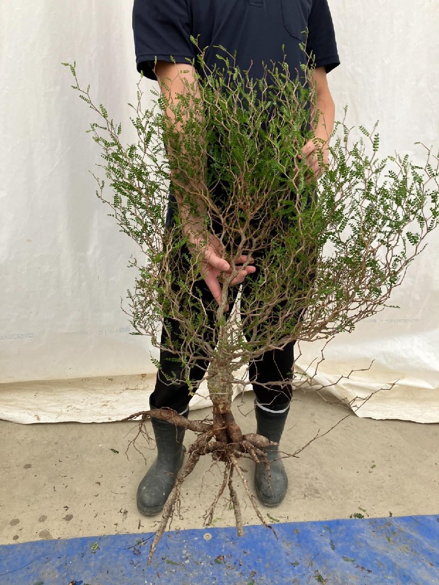 Yahoo!オークション - 8679 「実生」オペルクリカリア パキプス XL 抜...