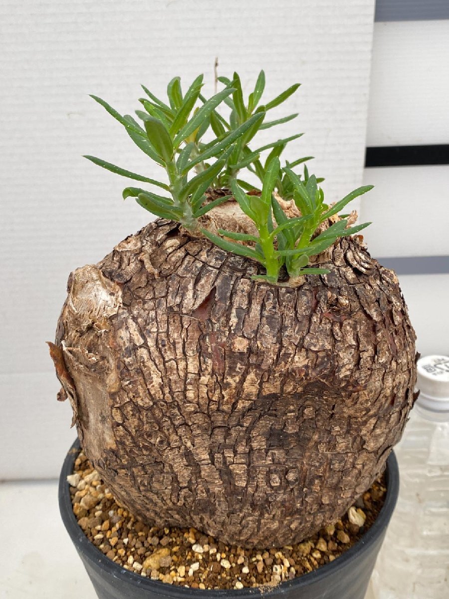 9115 「塊根植物」パキポディウム ビスピノーサム 植え【発根 9115 「塊根植物」パキポディウム ビスピノーサム 植え【発根
