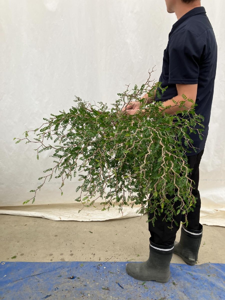 Yahoo!オークション - 8679 「実生」オペルクリカリア パキプス XL 抜...