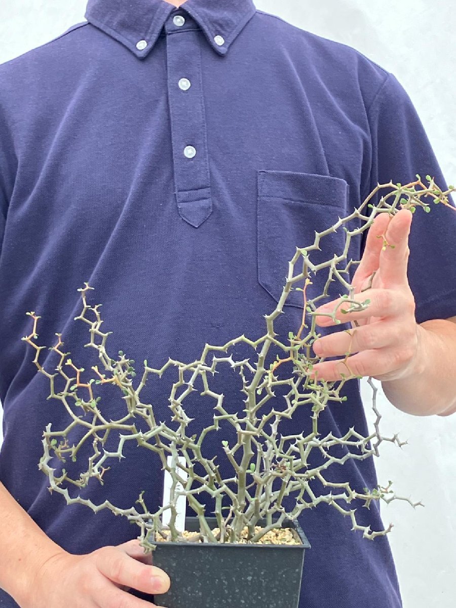 Yahoo!オークション - 8728 「塊根植物」 デカリア マダガスカリエンシ...