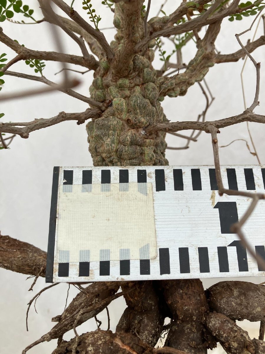 Yahoo!オークション - 8679 「実生」オペルクリカリア パキプス XL 抜...