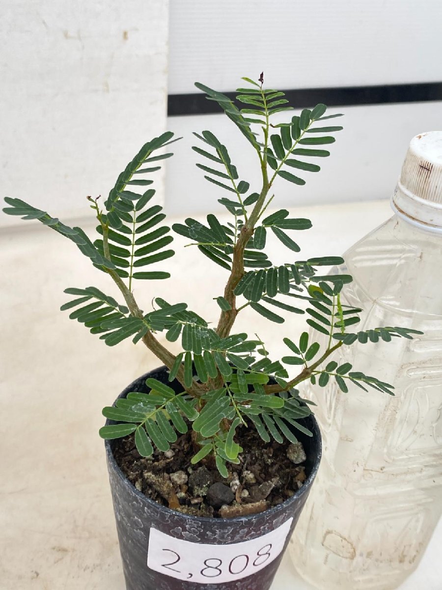 Yahoo!オークション - 2808 「実生」センナ メリディオナリス【種から...