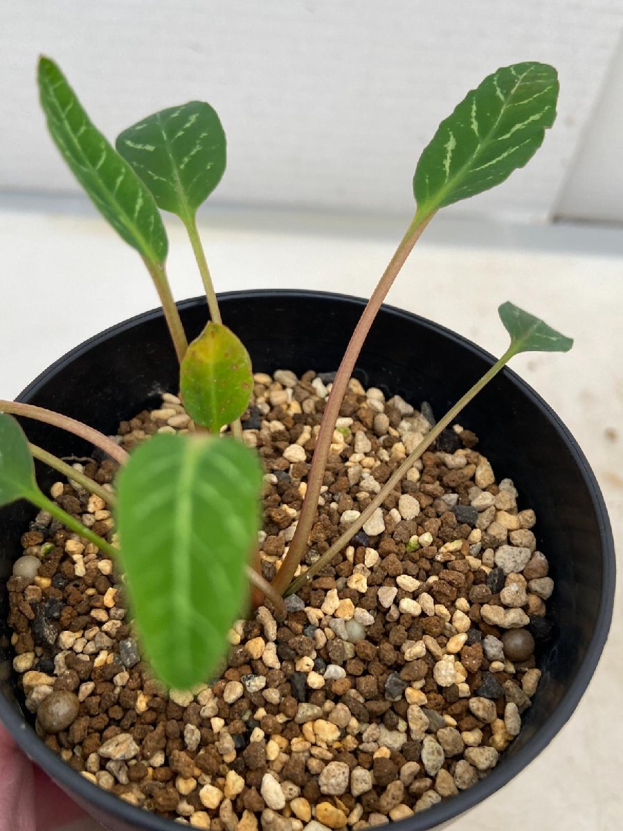 Yahoo!オークション - 2938 「実生】ユーフォルビア フィッシュスケー...