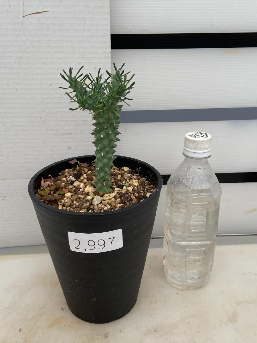 Yahoo!オークション - 2997 「実生」ユーフォルビア ツベルクラータ