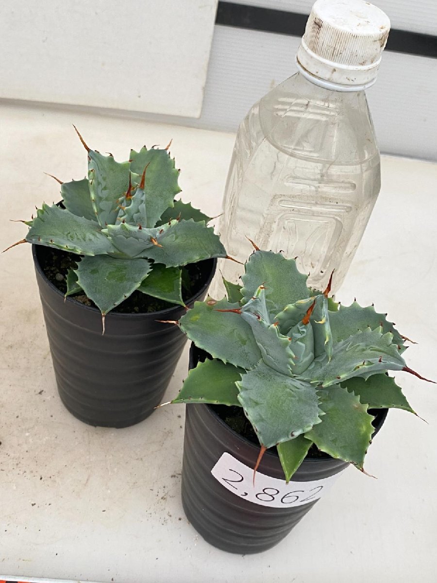 Yahoo!オークション - 2862 「高級」アガベ イシスメンシス 2株セット...