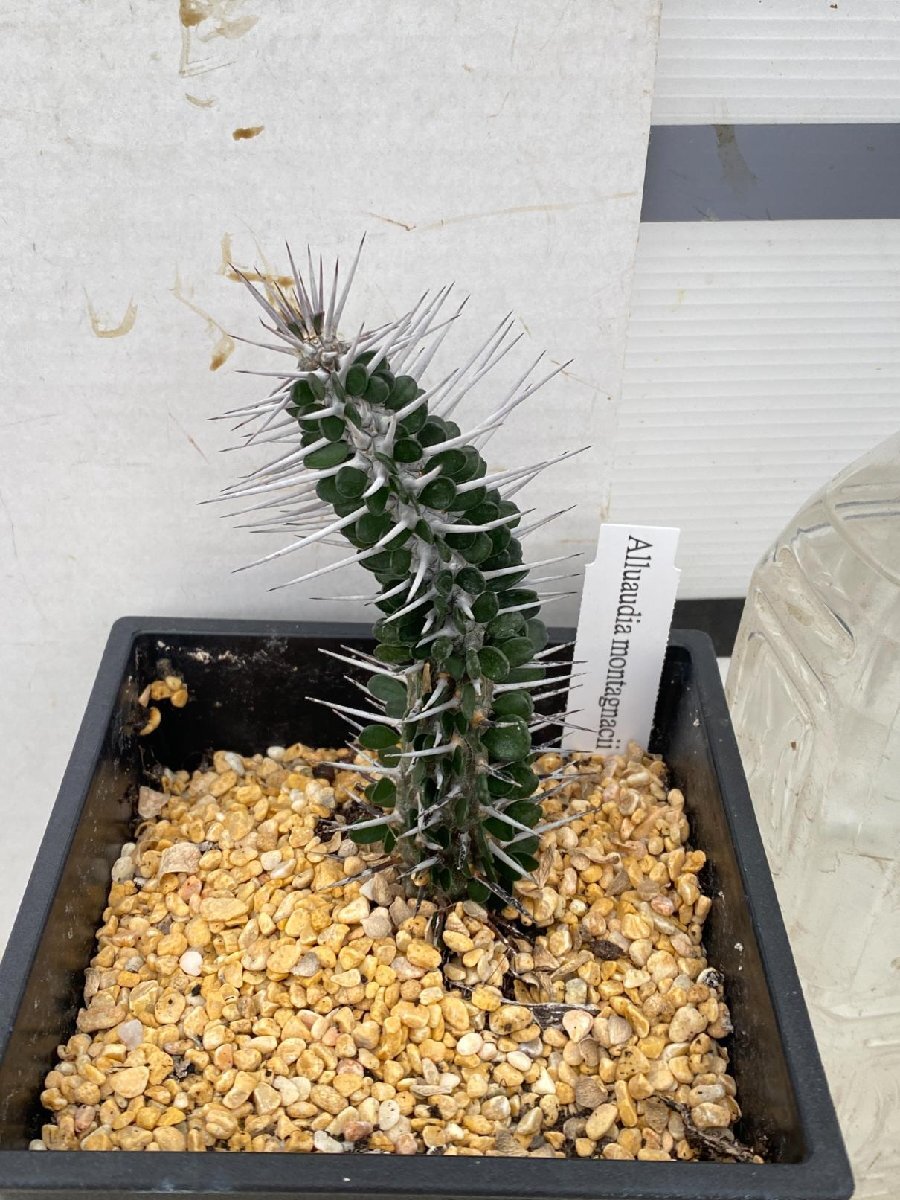 Yahoo!オークション - 2619 「多肉植物I」アローディア モンタグナッキ...