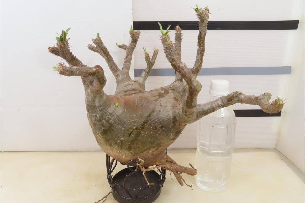 Yahoo!オークション - 9273 「塊根植物」パキポディウム グラキリス L ...