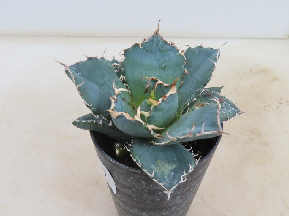 Yahoo!オークション - 6192 「激レア高級品種」アガベ チタノタ 白鯨 ...