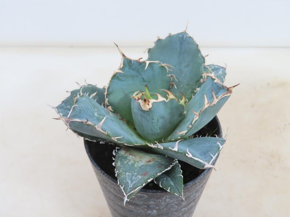 Yahoo!オークション - 6192 「激レア高級品種」アガベ チタノタ 白鯨 ...