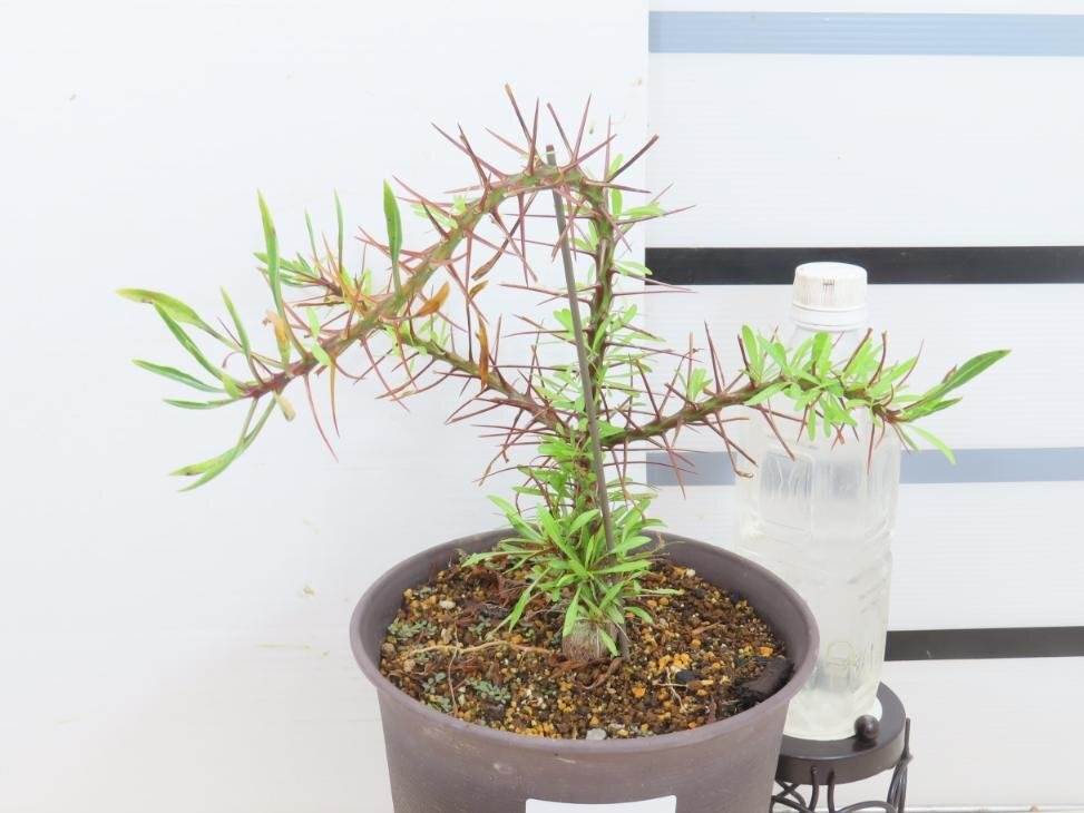 Yahoo!オークション - 6219 「実生」フォークイエリア プルプシー大【...